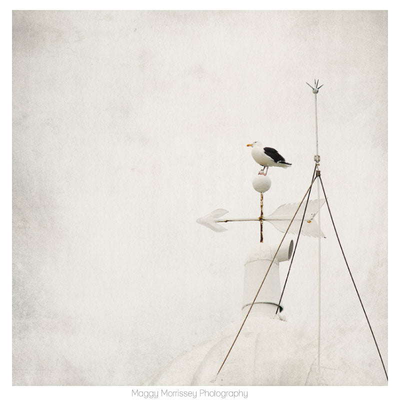 'The Zen Seagull' Coastal Wall Art – Maggy Morrissey Photography